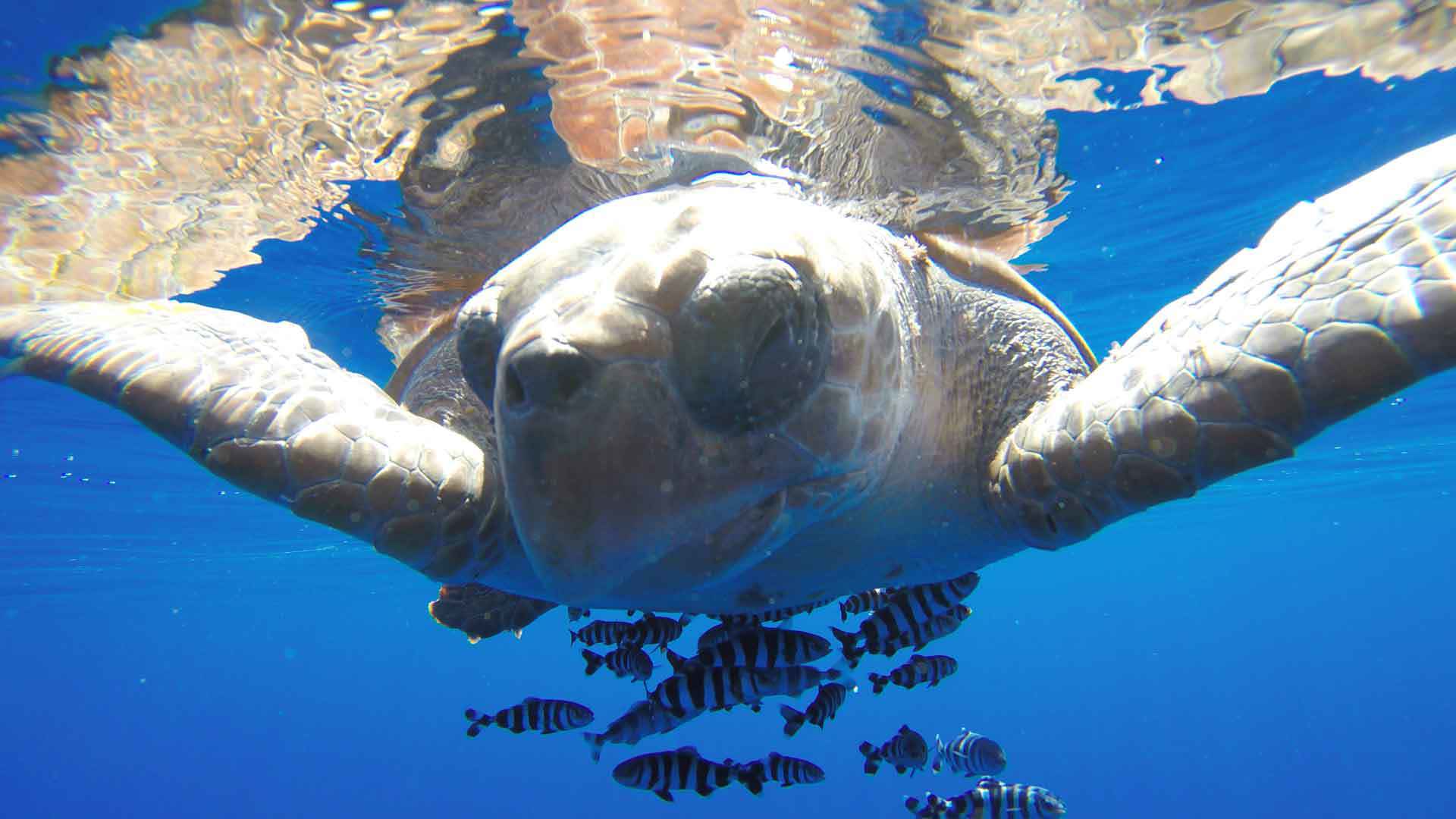 Whale Watching - Visit Madeira | Madeira Islands Tourism Board official ...