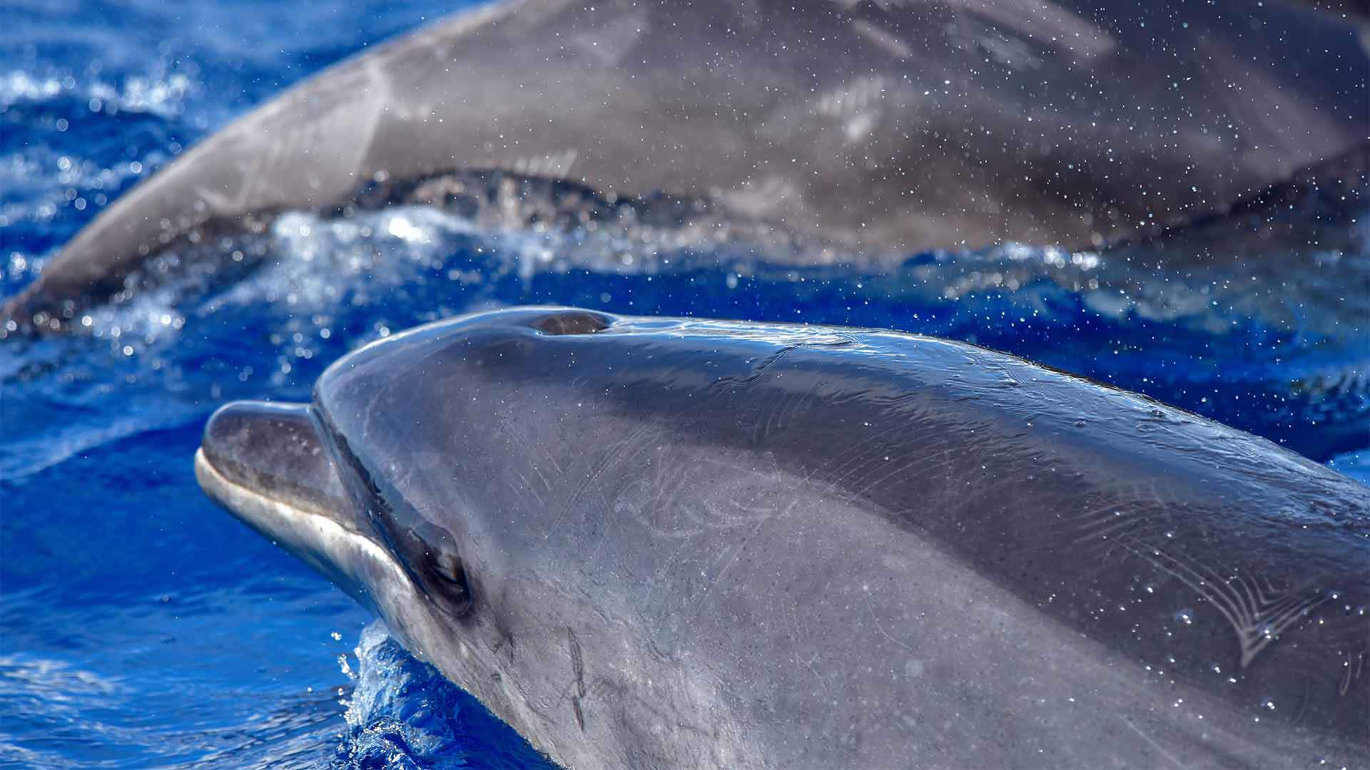 Nautical activities in Madeira - Visit Madeira | Madeira Islands ...