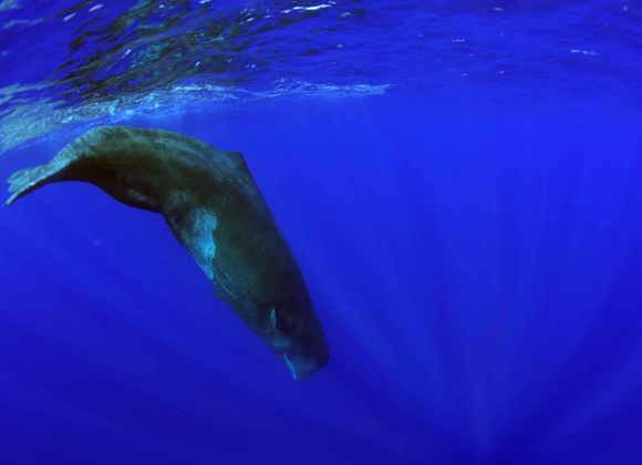 Wal- und Delfinbeobachtung - Visit Madeira | Offizielle Website des ...