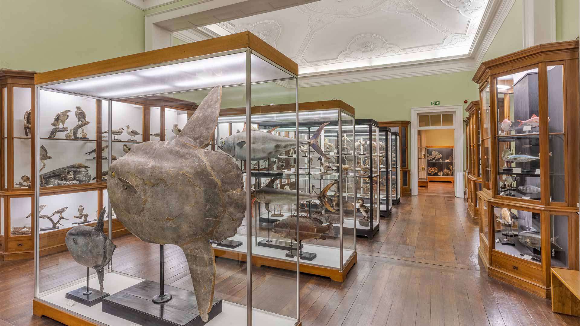 Natural History Museum of Funchal - Visit Madeira | Madeira Islands ...