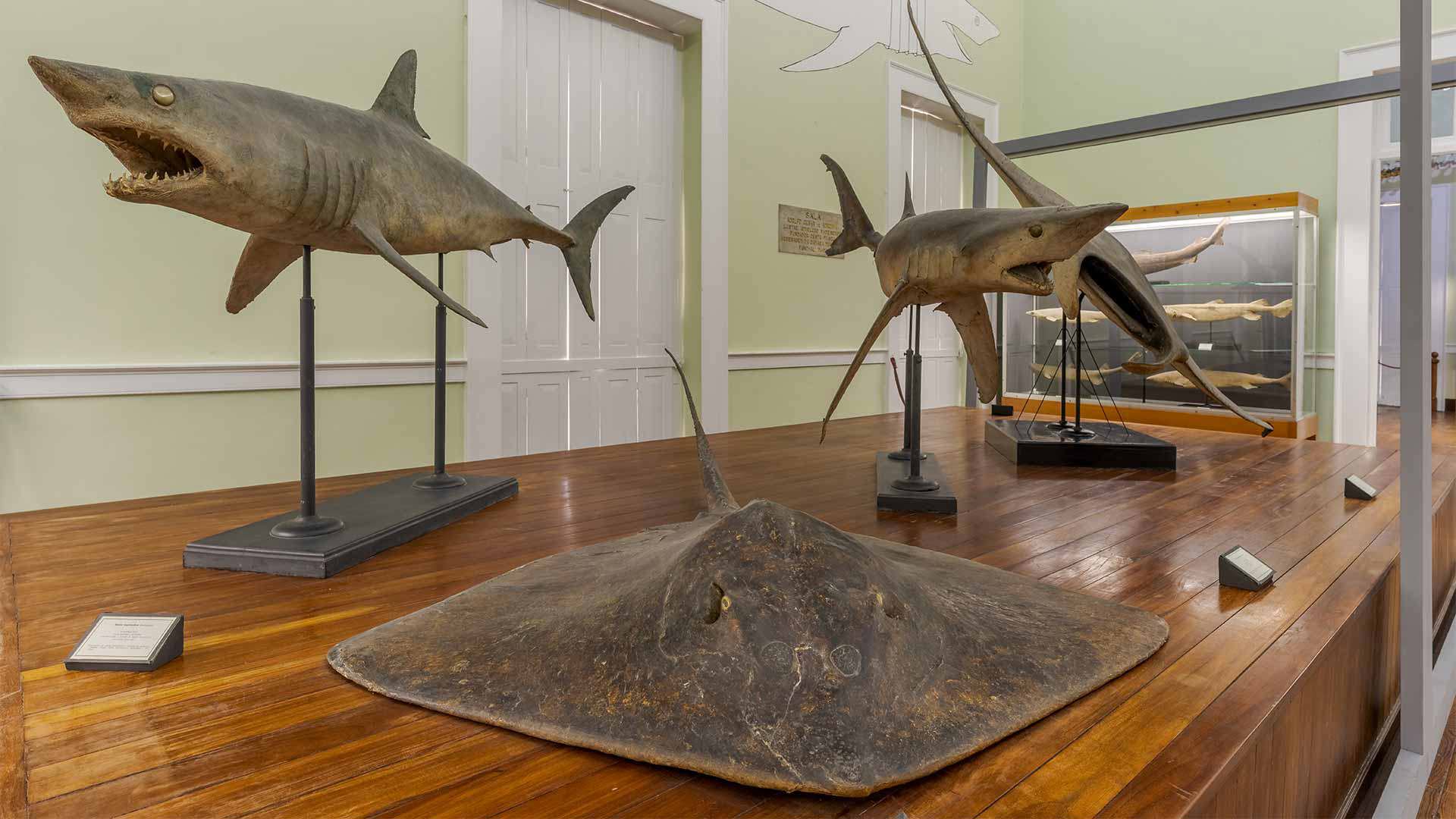 Natural History Museum of Funchal - Visit Madeira | Madeira Islands ...