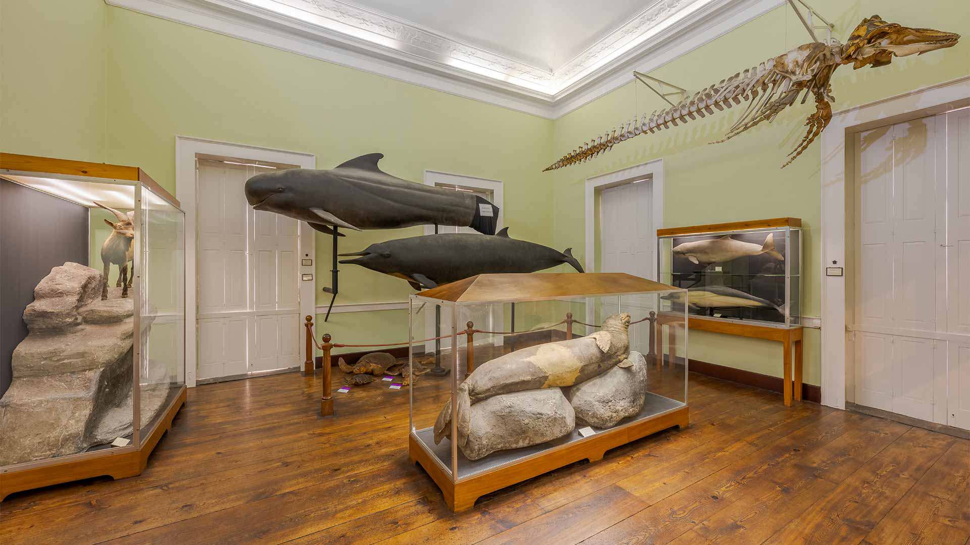 Natural History Museum of Funchal - Visit Madeira | Madeira Islands ...